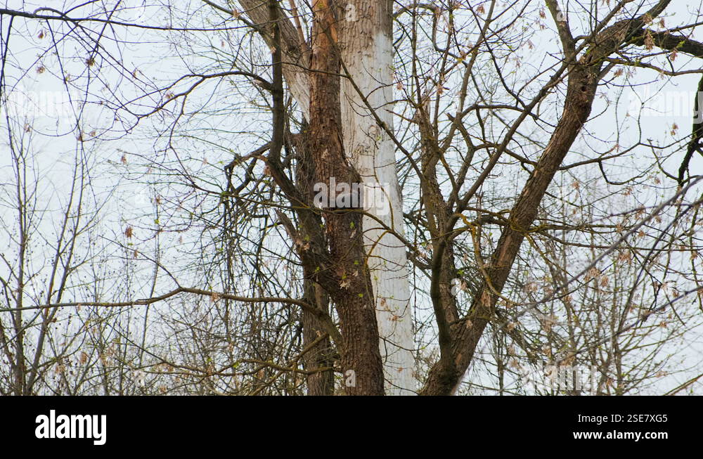 Red squirrel run up and down a tree trunk in park, in a natural ...