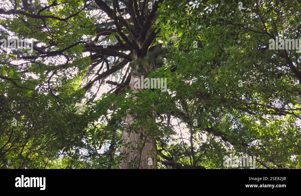 Giant Yakusugi Tree on Yakushima Island, Japan. 1000 year old tree ...