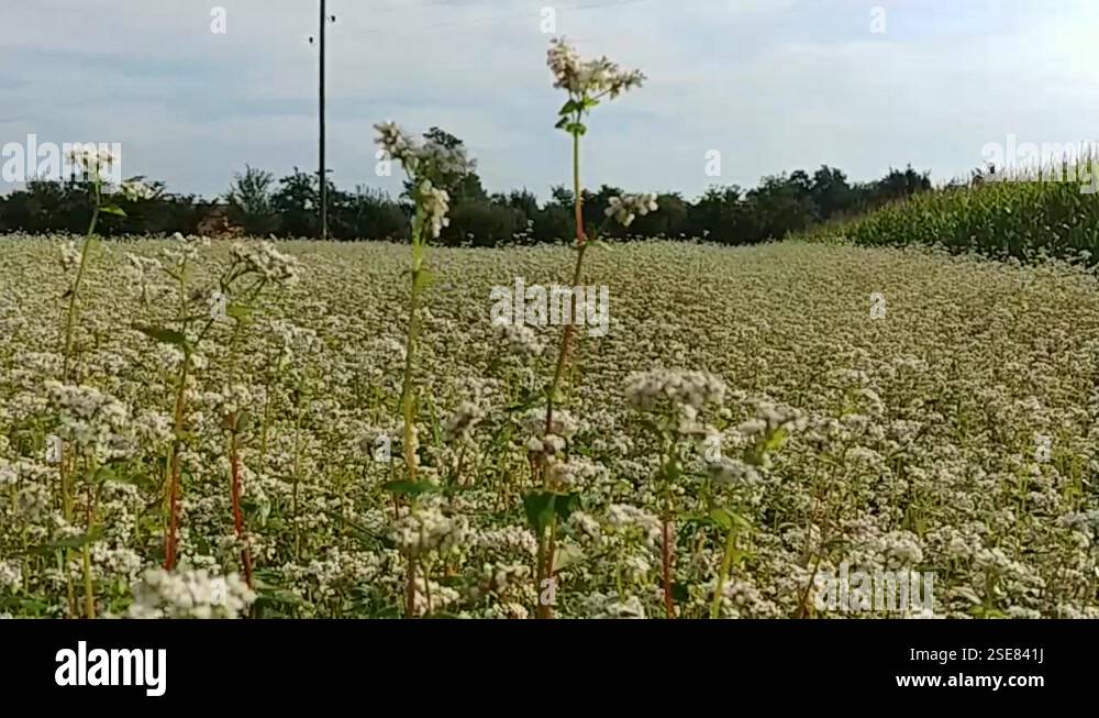 Buckwheat field Stock Videos & Footage - HD and 4K Video Clips - Alamy