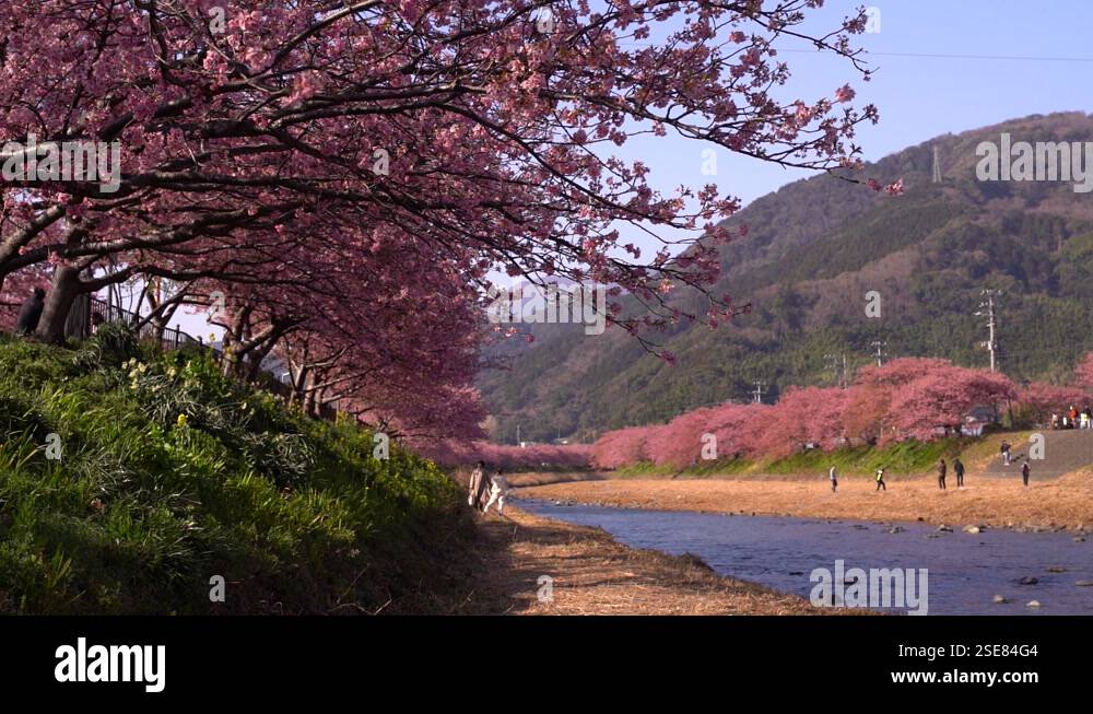 Calm scenery at riverbed with many Sakura Cherry Blossom trees and ...