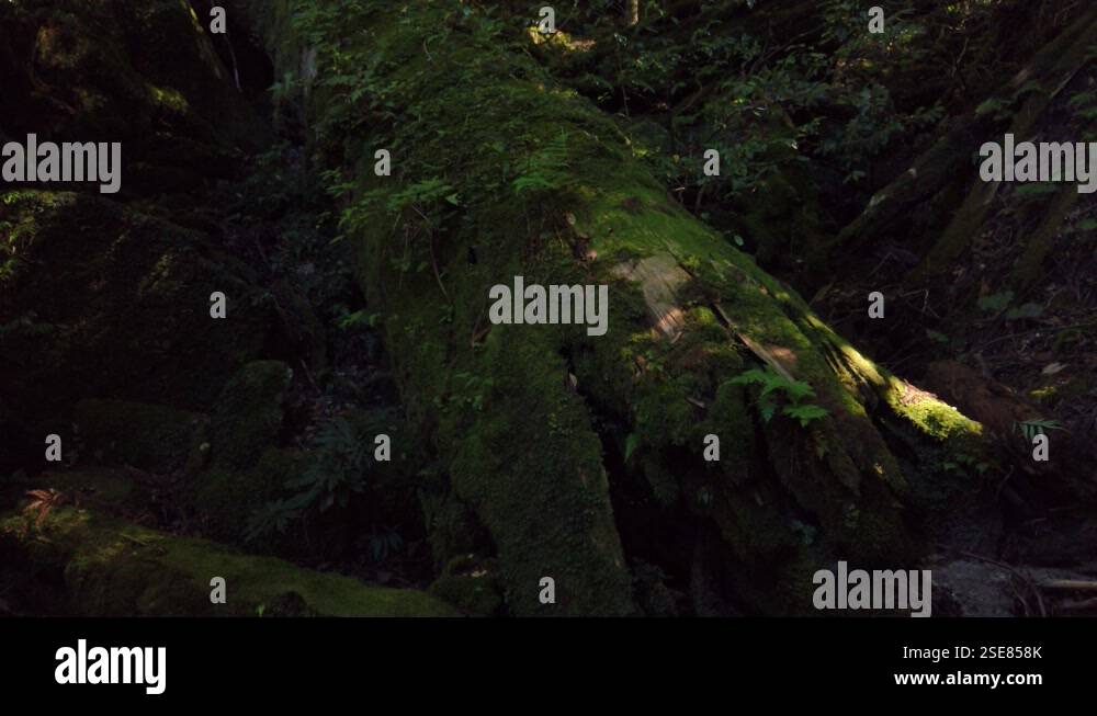 Fallen Tree growing moss and ferns in Yakusugi Land, Yakushima Island ...