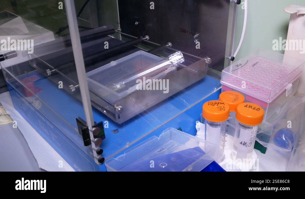 Flask in thermostat with shaker. A flask with e.coli cell culture Stock ...