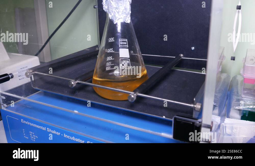 Flask in thermostat with shaker. A flask with e.coli cell culture Stock ...