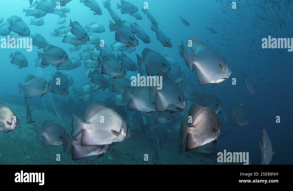 Underwater photographer captures footage of a large school of fish ...