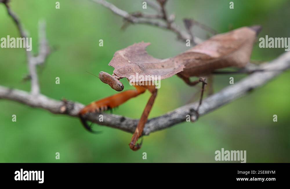 Dead Leaf Mantis, Deroplatys desiccata, Thailand; a closer capture of ...