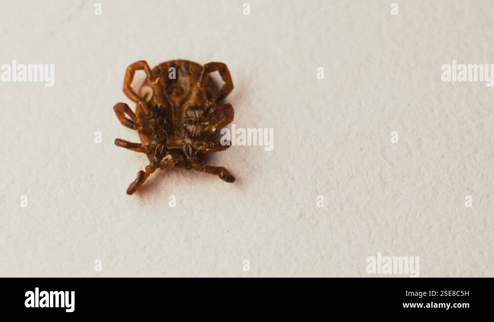 Ventral view of meadow tick (Dermacentor reticulatus) with damaged ...