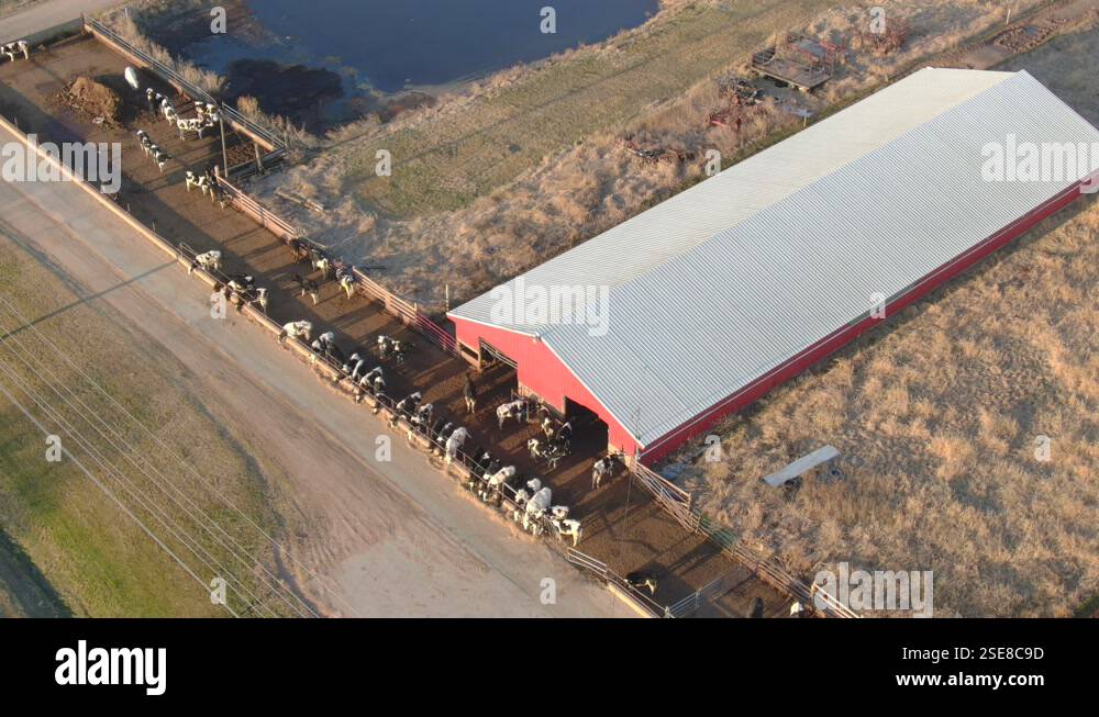 Happy Wisconsin cows eating dinner outside in the sun Stock Video ...