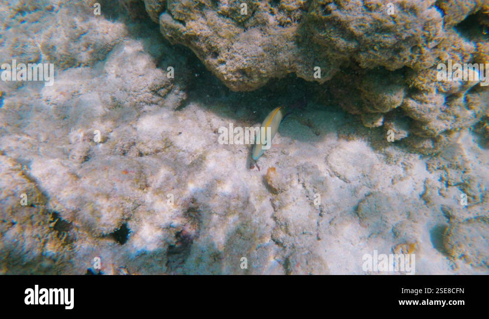 Tropical colorful fish on a coral reef in Hanauma Bay, Oahu. Slow ...