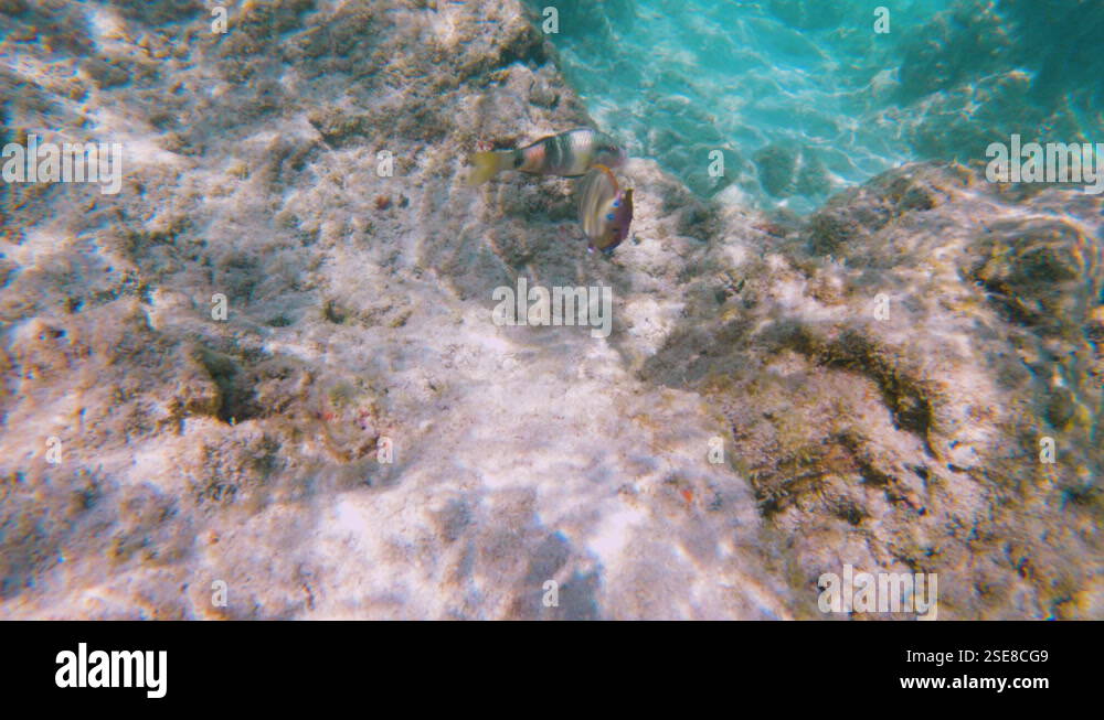 Tropical colorful fish on a coral reef in Hanauma Bay, Oahu. Slow ...