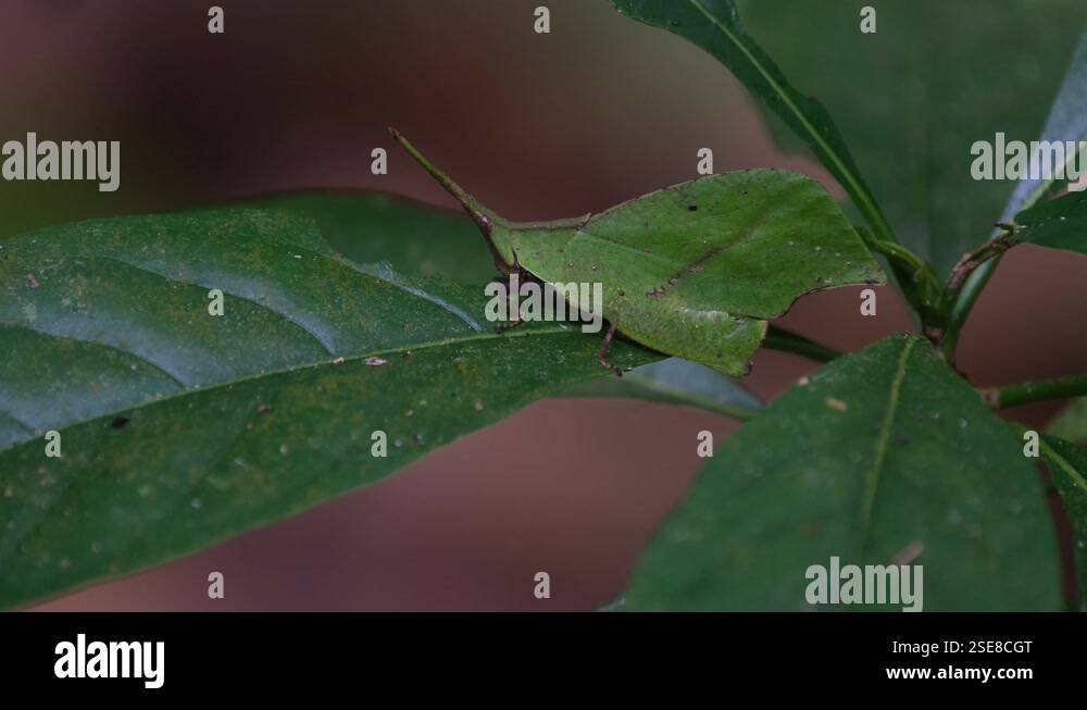 Leaf-mimic Grasshopper, Trigonopterygidae, Thailand; a gentle wind ...