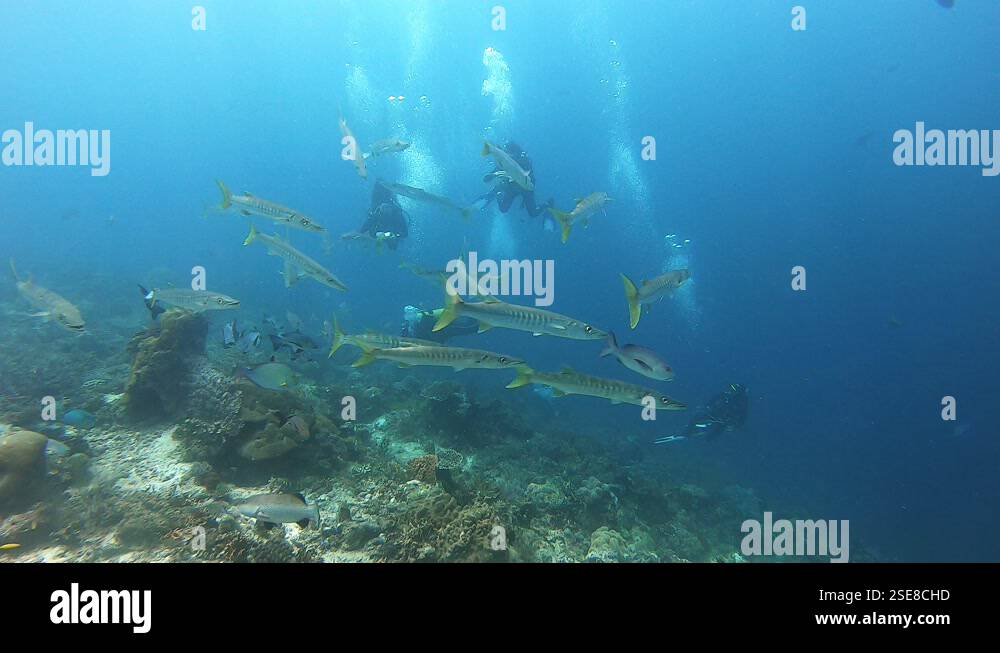 Scuba divers swimming with barracudas and an abundance of marine life ...