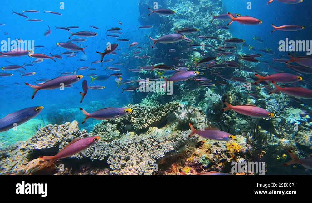 Small tropical fish swimming over a healthy coral reef with coral ...