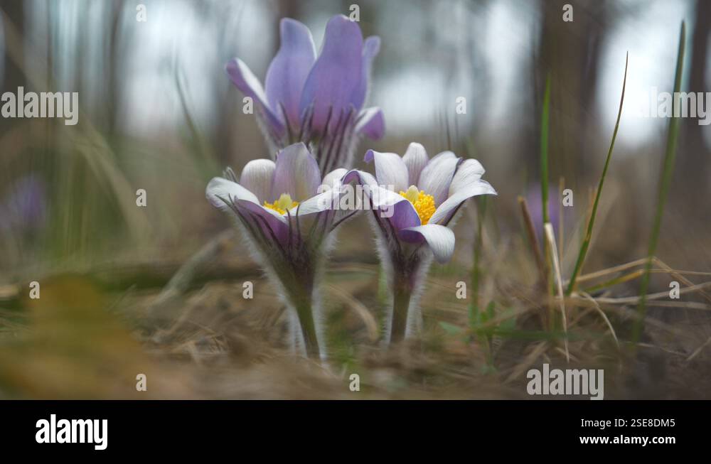Wild growing pulsatilla patens Stock Videos & Footage - HD and 4K Video ...