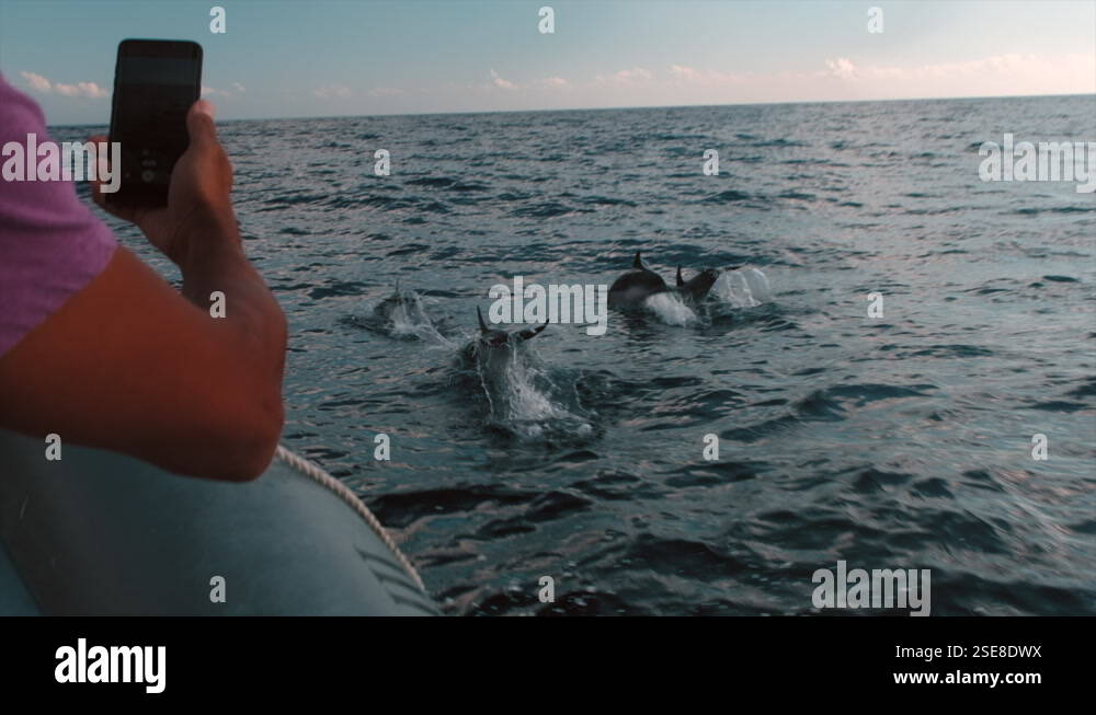Slow motion track shot showing group of happy dolphins jumping in ...
