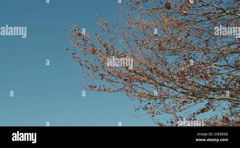 Dried withered dead brown autumn leaves on a tree branch against a ...