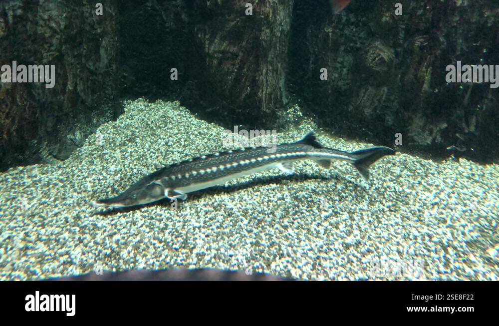 Various freshwater fish and sturgeon swim underwater Stock Video ...