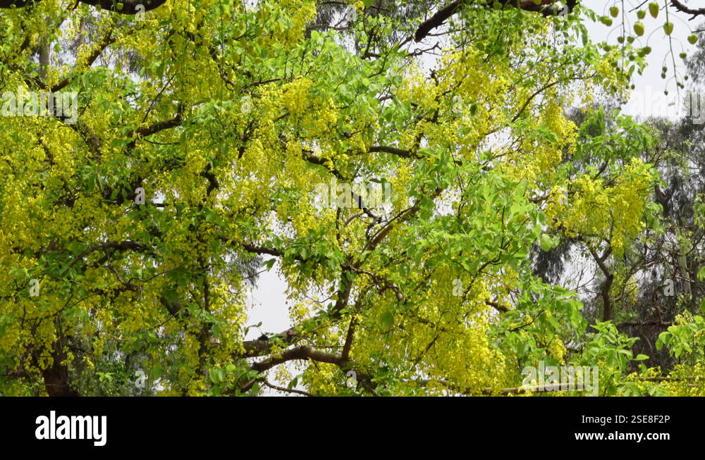 Cassia fistula, known as the golden rain tree is in full bloom Stock Video Footage - Alamy