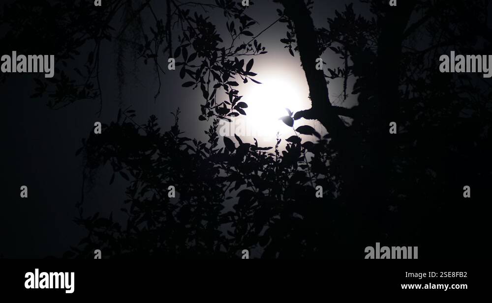 Moon travels through night sky over silhouetted tree canopy L/R time ...