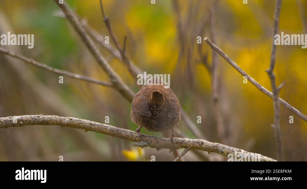 Tiny cute Wren bird perched on branch yellow gorse twitching tail ...