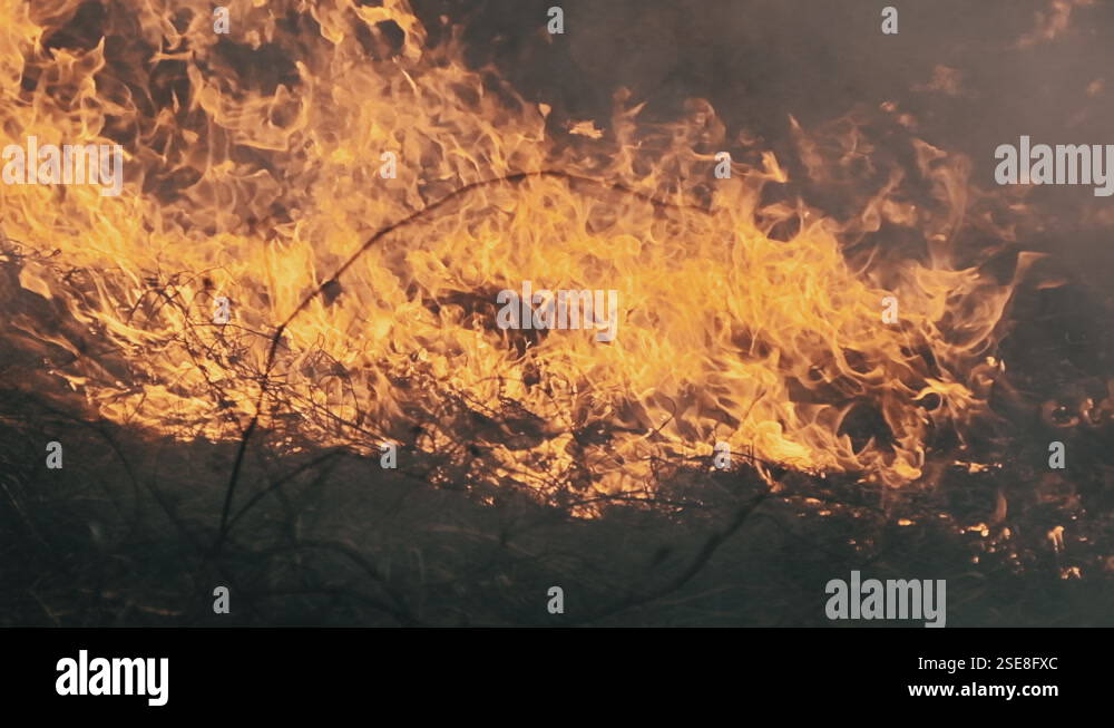 Fire in the Forest, Burning Dry Grass, Trees, Bushes, Flame and Smoke ...