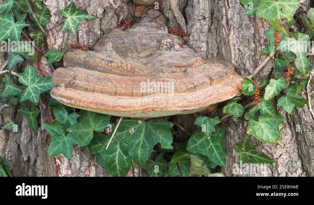4K close up on artist bracket, ganoderma applanatum fungus, still Stock ...
