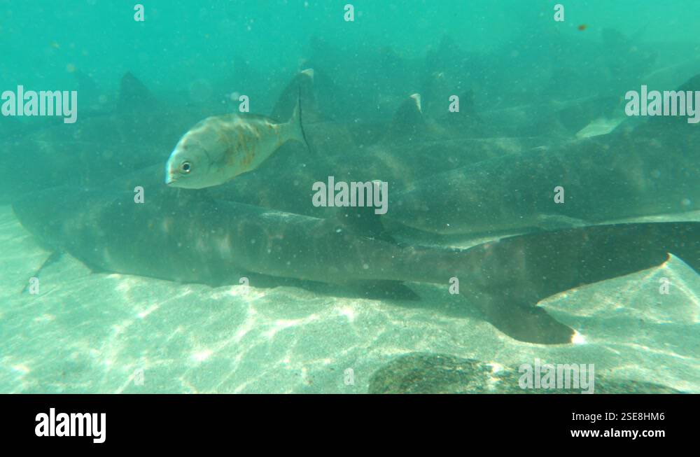 Shiver Of Whitetip Reef Shark Resting On Bottom Of Deep Blue Sea Stock ...