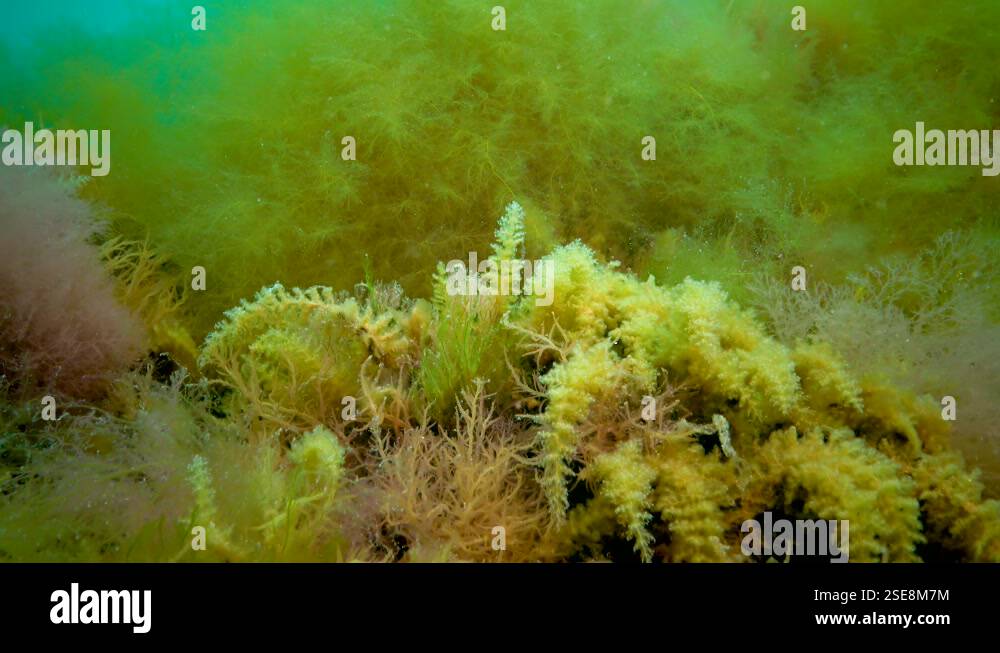 Black Sea, Hydroids Obelia, (coelenterates), Macrophytes Red and Green ...