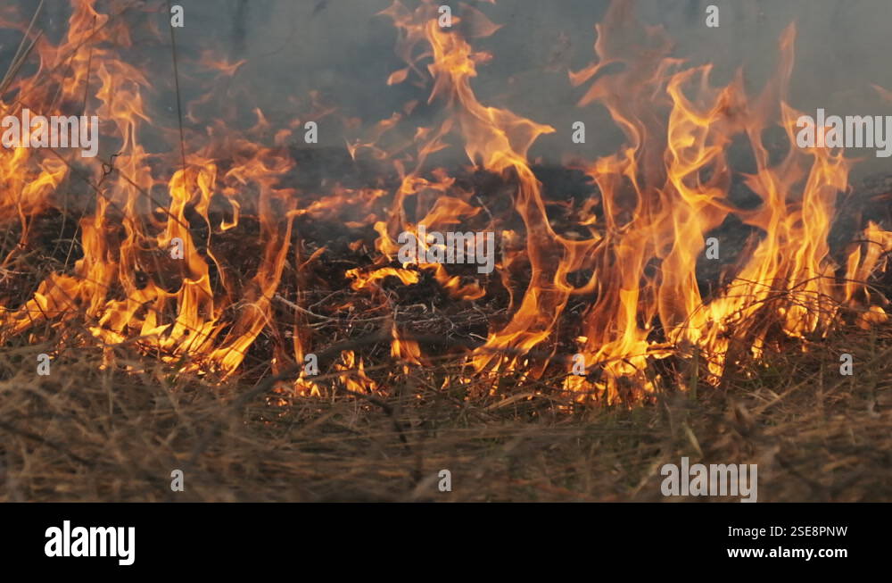 Fire in the Forest, Burning Dry Grass, Trees, Bushes, Flame and Smoke ...