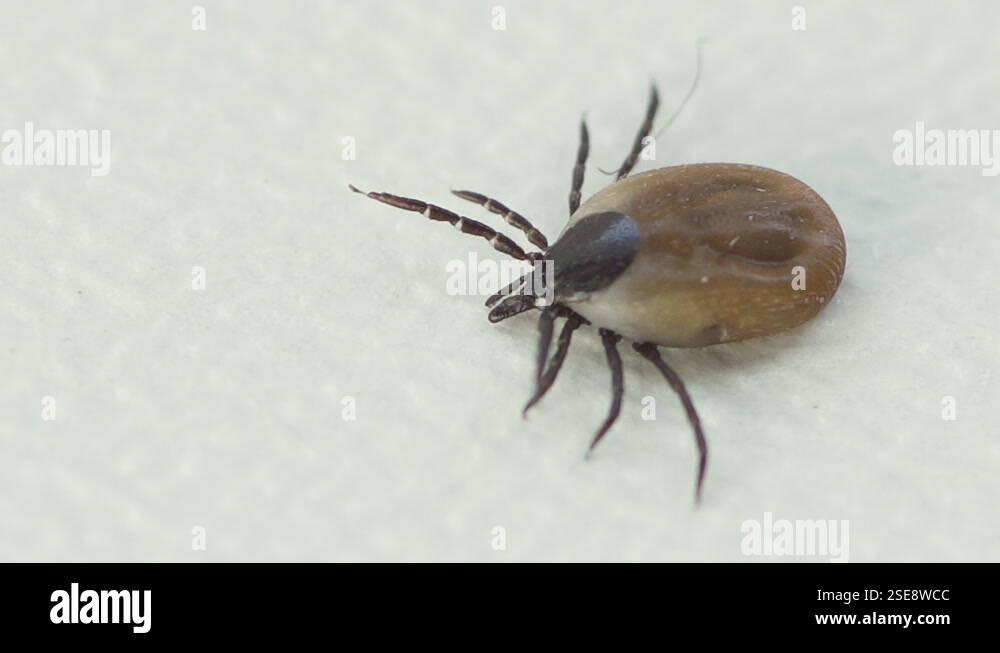 crushed a caught tick, macro. Ixodes scapularis tick Macro. Bloated ...