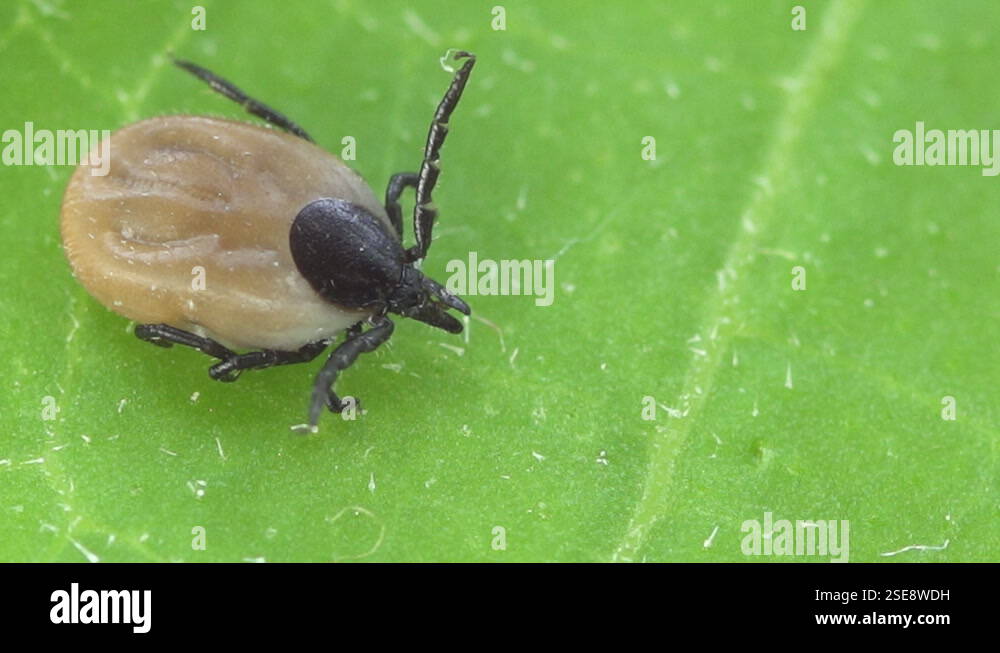Ixodes scapularis tick Macro. Bloated parasite drunk on blood ...