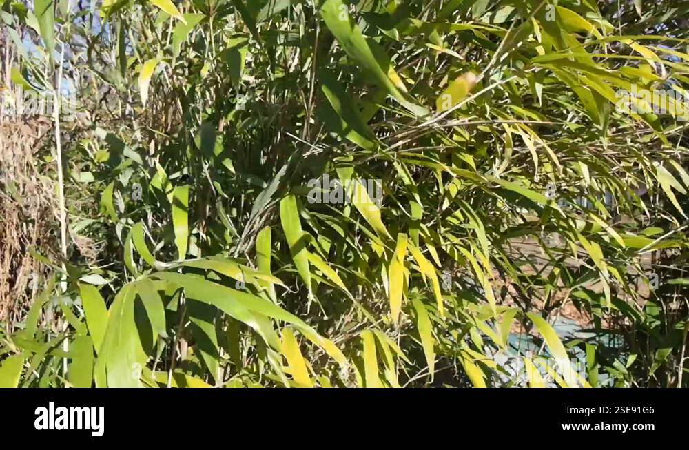 bamboo tree leaves moving in the breeze useful as a background Stock ...