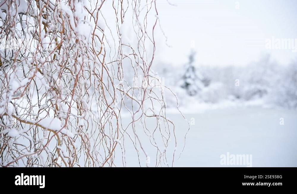 Wind shakes branches of weeping willow tree covered by snow. Frozen ...