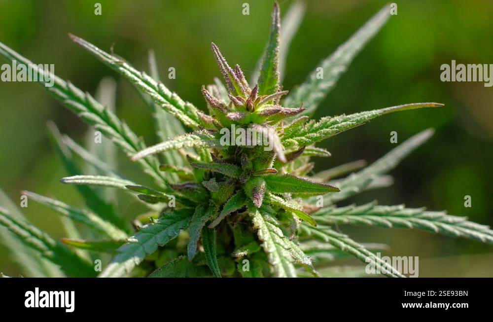 close up - medical marijuana blooming growing in the field, slowmotion ...