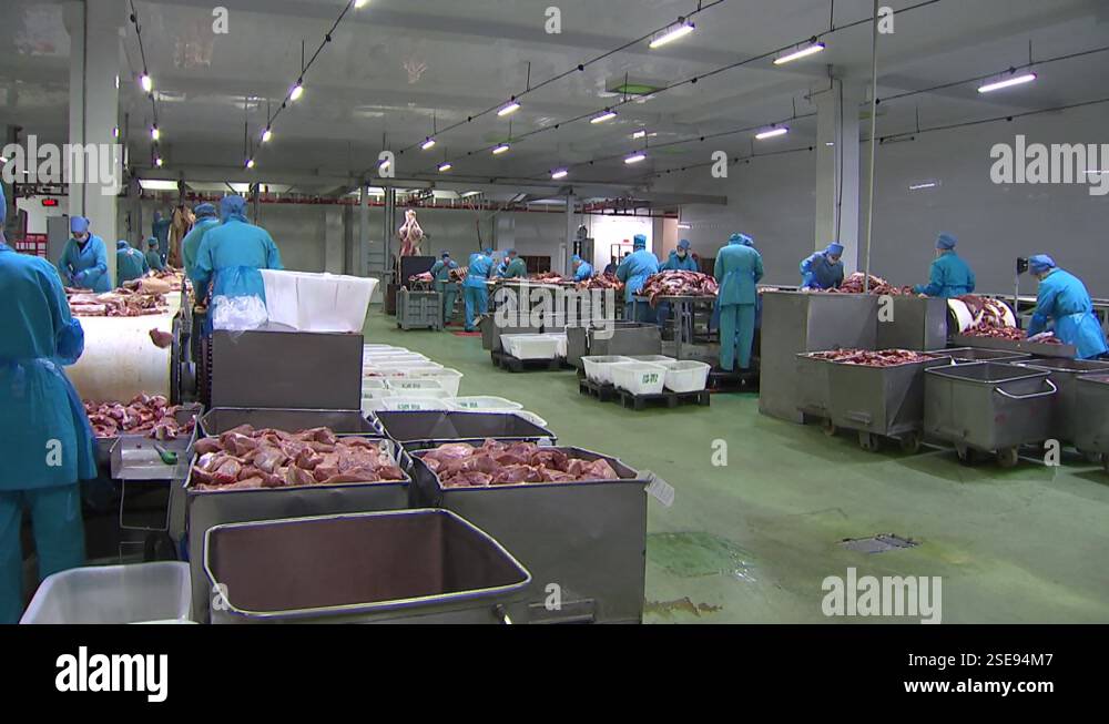 Butchering meat carcass Stock Videos & Footage - HD and 4K Video Clips ...