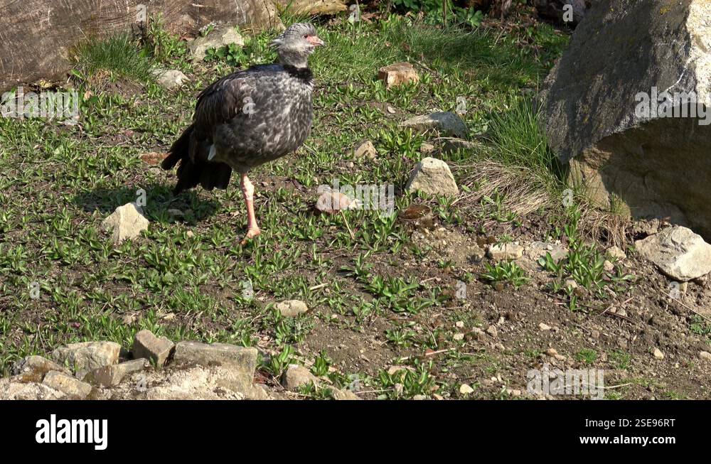 Southern screamer (Chauna torquata), also known as the crested screamer ...