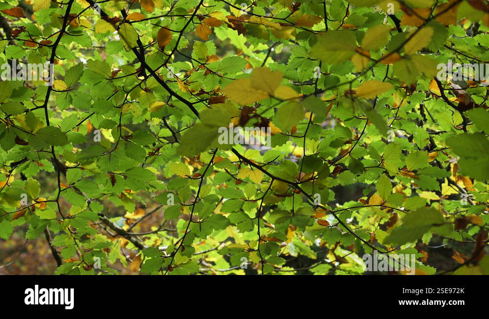 Green leaves tree flutter in Stock Videos & Footage - HD and 4K Video ...
