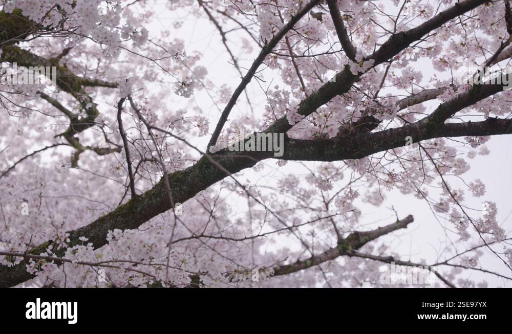 Sakura Tree in Full bloom During Spring in Japan Stock Video Footage ...