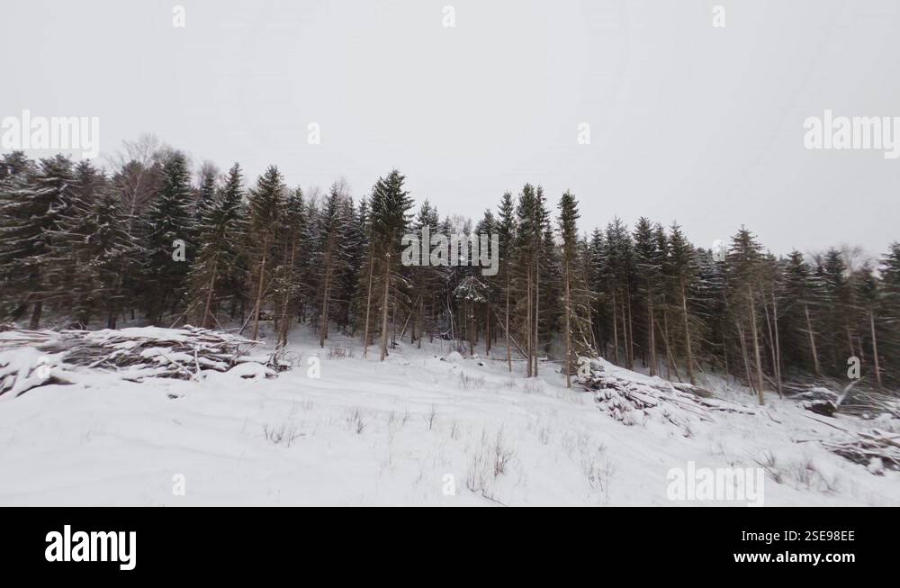 Snow Covered Trees in Snowfall, Low Aerial FPV Drone View Over Forest ...