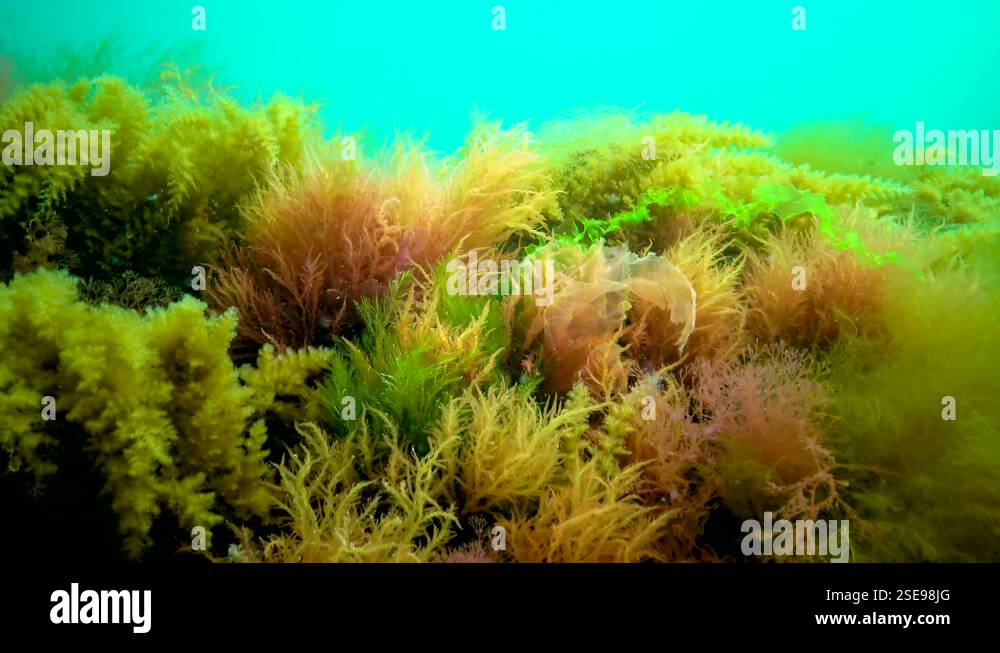 Different cpecies of green, brown and red algae and hidroids on stones ...