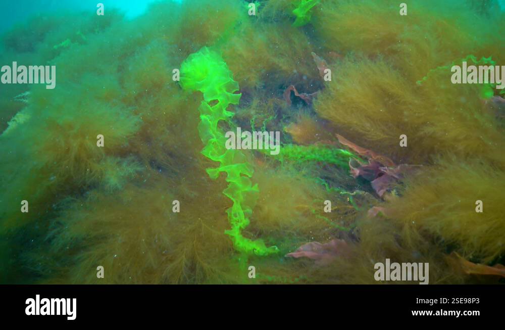 Different cpecies of green (Ulva, Enteromorpha), brown and red algae ...