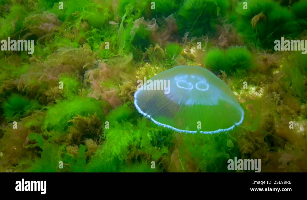 Common jellyfish, moon jellyfish (Aurelia aurita) swims over algae in ...