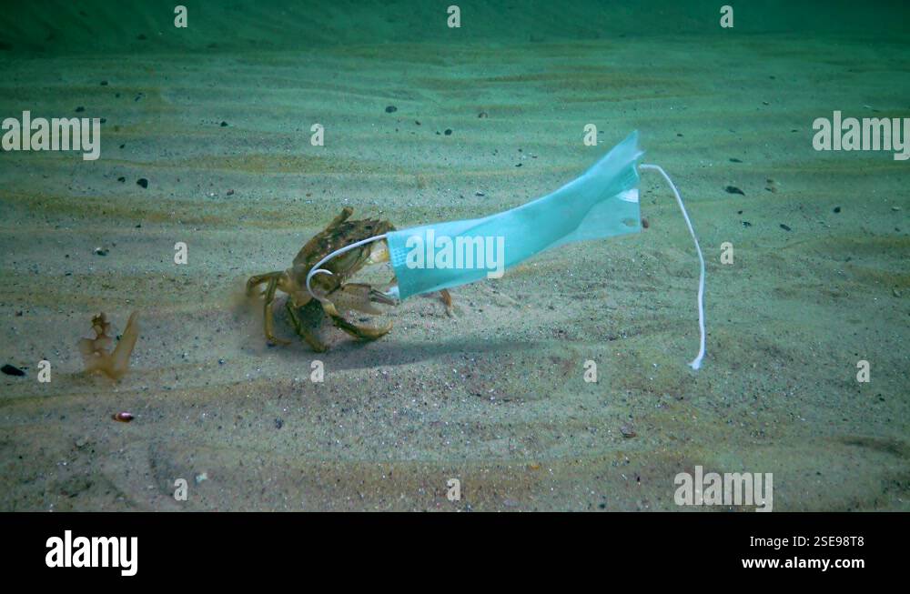 Large crab Carcinus entangled in medical mask, ocean pollution with ...
