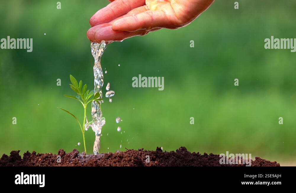 Watering a small tree for save the earth and natural , clean ecology in ...
