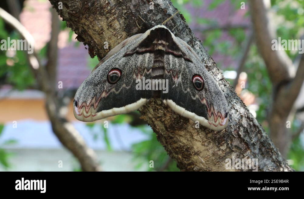 Largest moth Stock Videos & Footage - HD and 4K Video Clips - Alamy