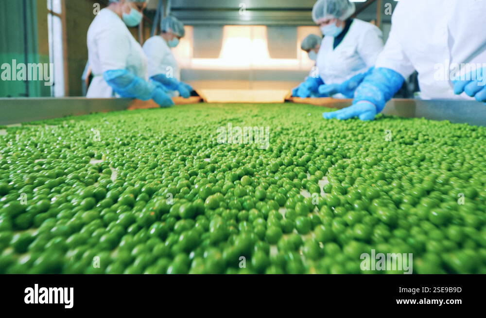 Food processing conveyor. Fresh peas are getting sorted by factory ...