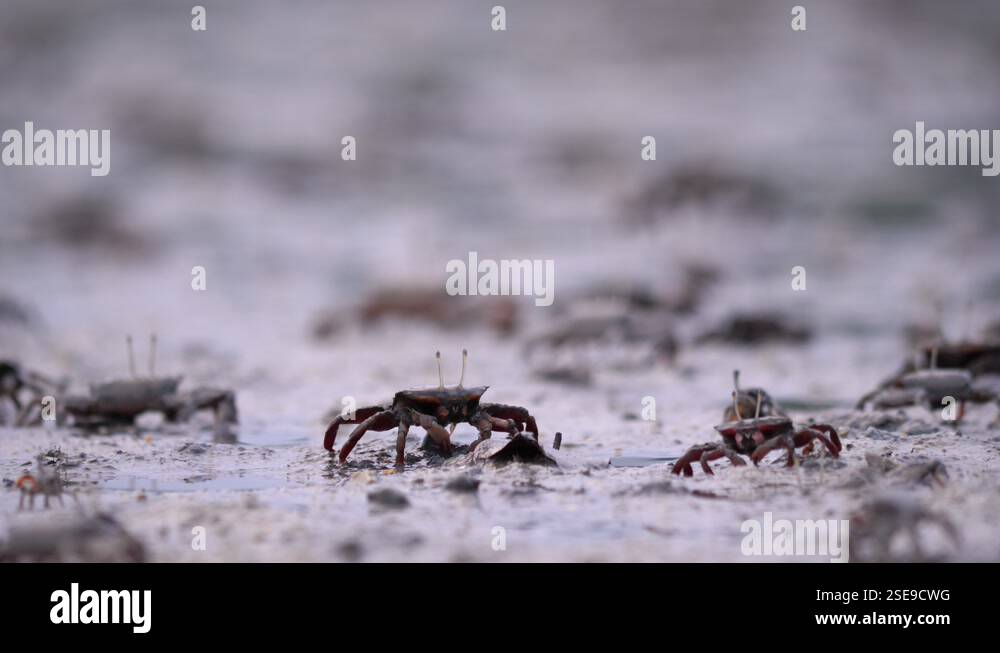 Crabs find food at silt on bottom of sea beach at low tide, close up ...