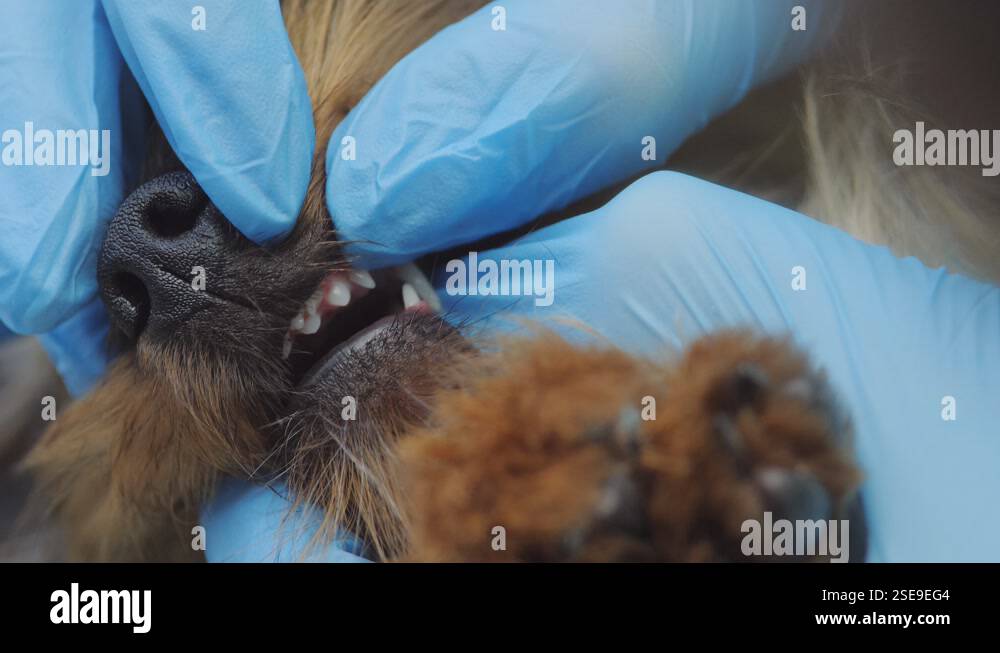 Two rows of milk teeth and molars in the mouth of the puppy, for ...