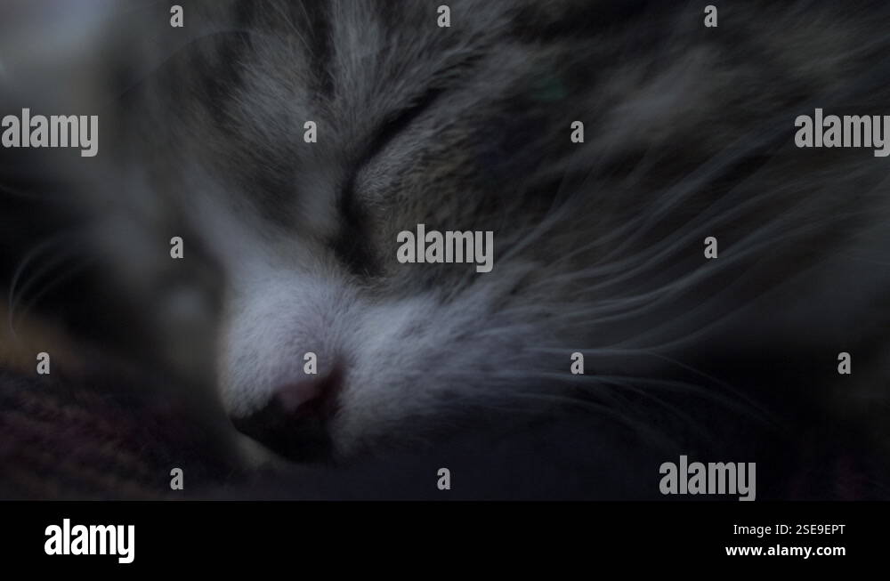 Macro close up cute tabby Stock Videos & Footage - HD and 4K Video ...