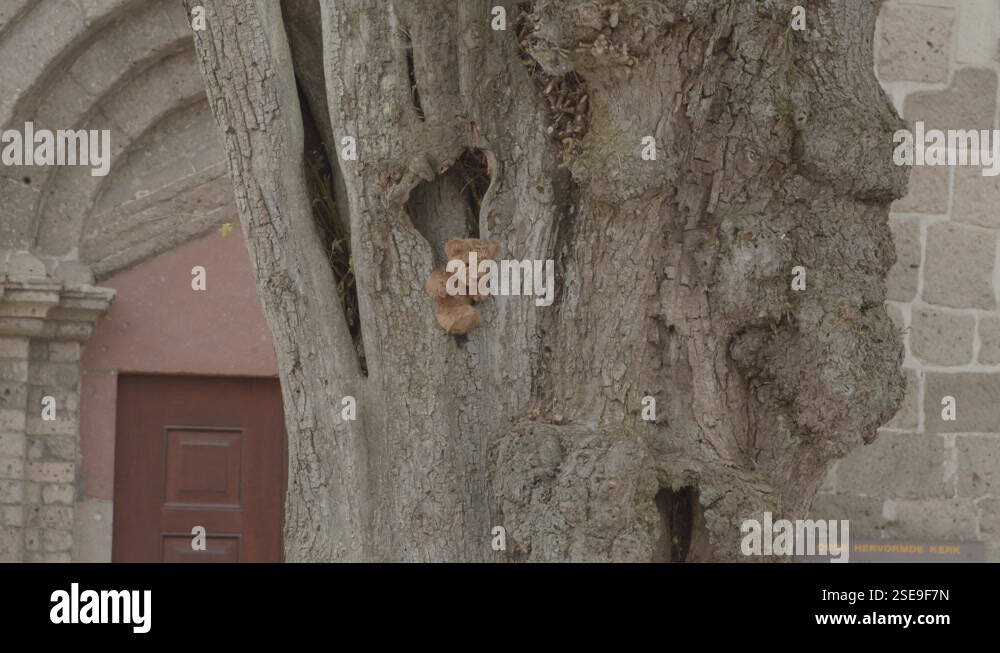 Tilt up over damaged tree with teddy bear in shrapnel hole in front of ...