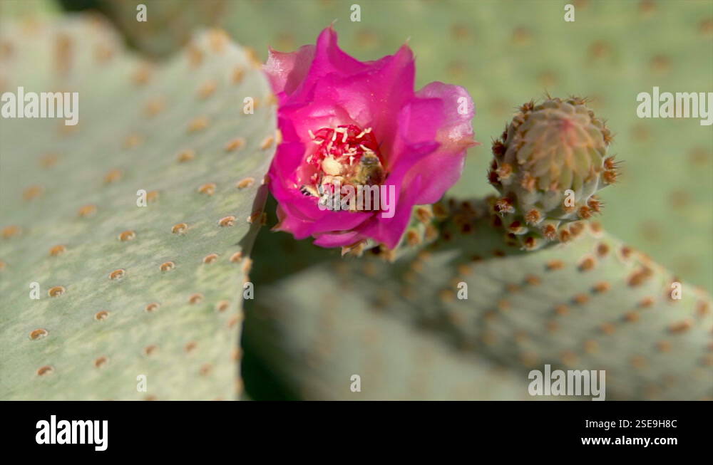 Pollination - bees around a flower from a prickly pear cactus, Opuntia ...